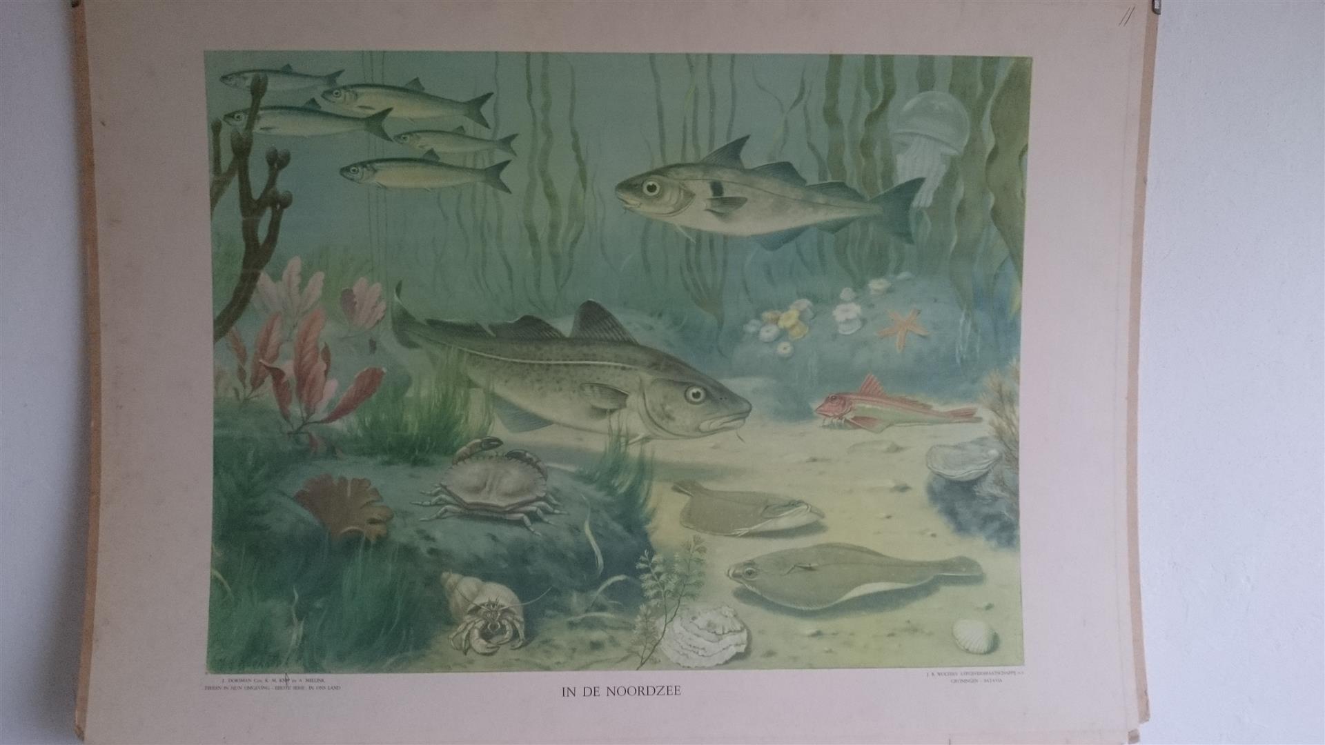 Oude schoolplaten te koop - Oude Schoolplaten